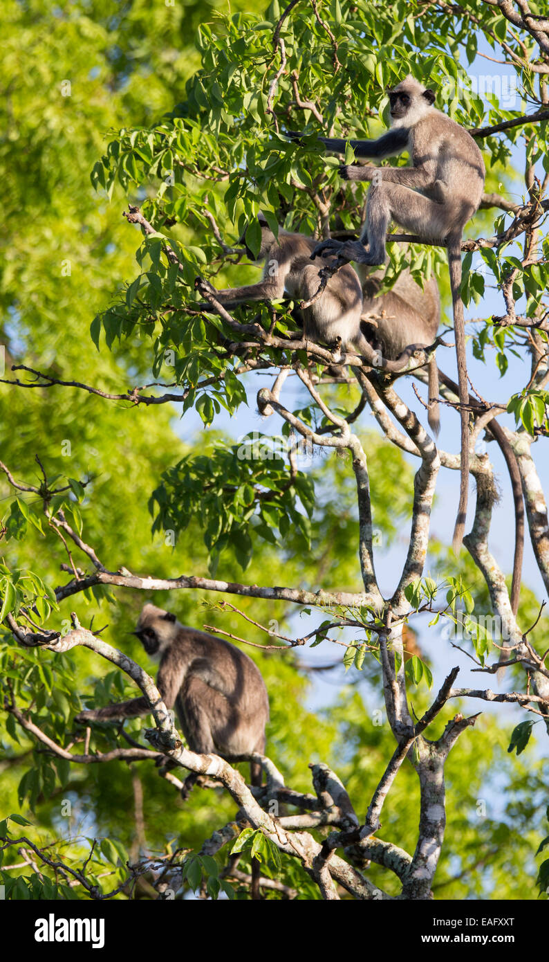 Semnopithecus and entellus hi-res stock photography and images - Alamy