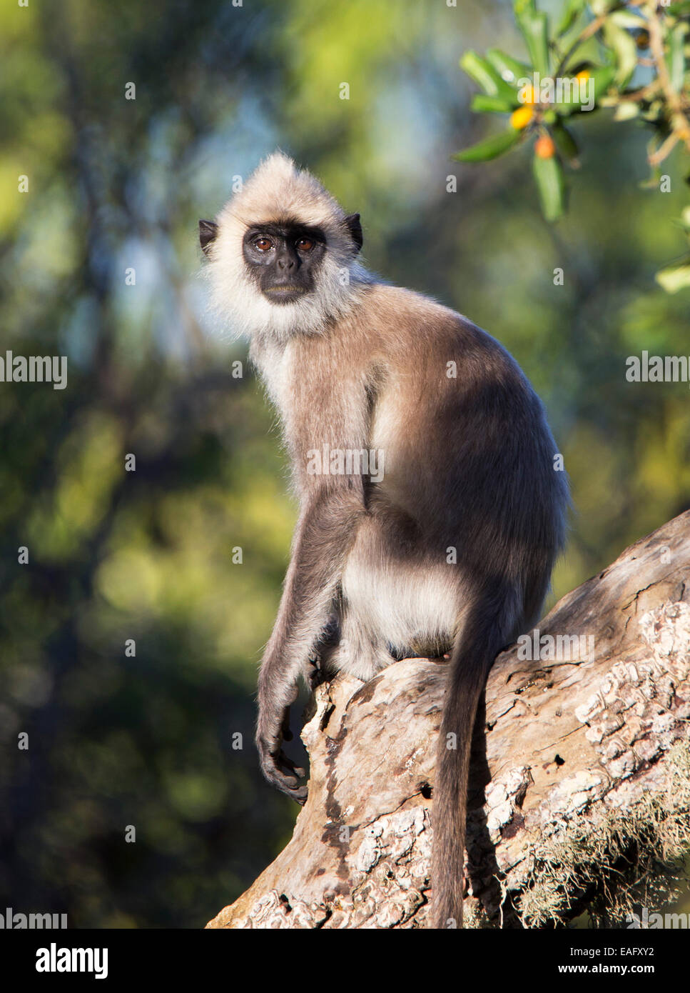 Grey langur hanuman langur semnopithecus hi-res stock photography and ...