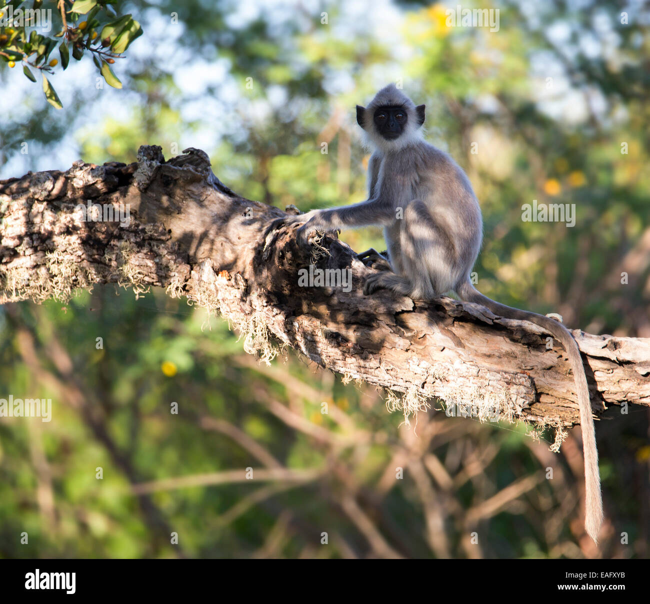 Langur Monkey Semnopithecus Entellus Sri High Resolution Stock ...