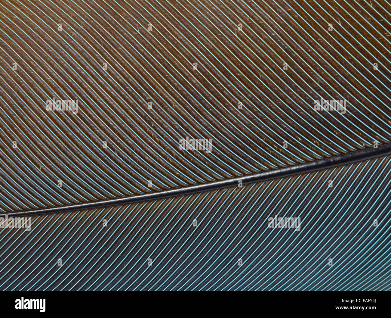 Turacos hi-res stock photography and images - Alamy