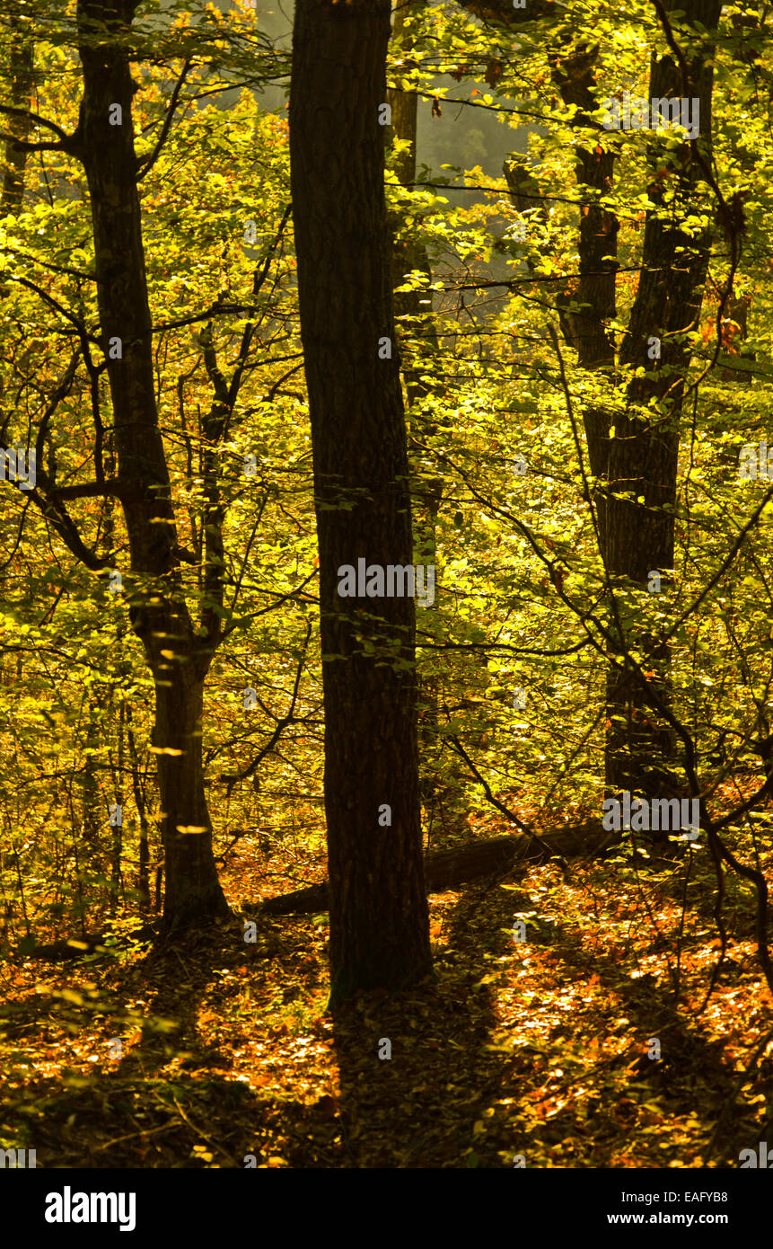 Vibrant autumn leaves illuminated golden hi-res stock photography and ...