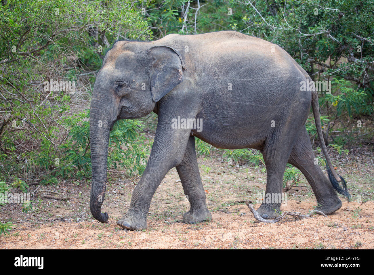 Sri Lankan elephant (Elephas maximus maximus) a subspecies of Asian ...