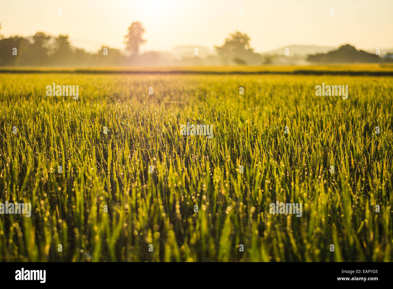 Rice field in the morning sunshine Stock Photo - Alamy