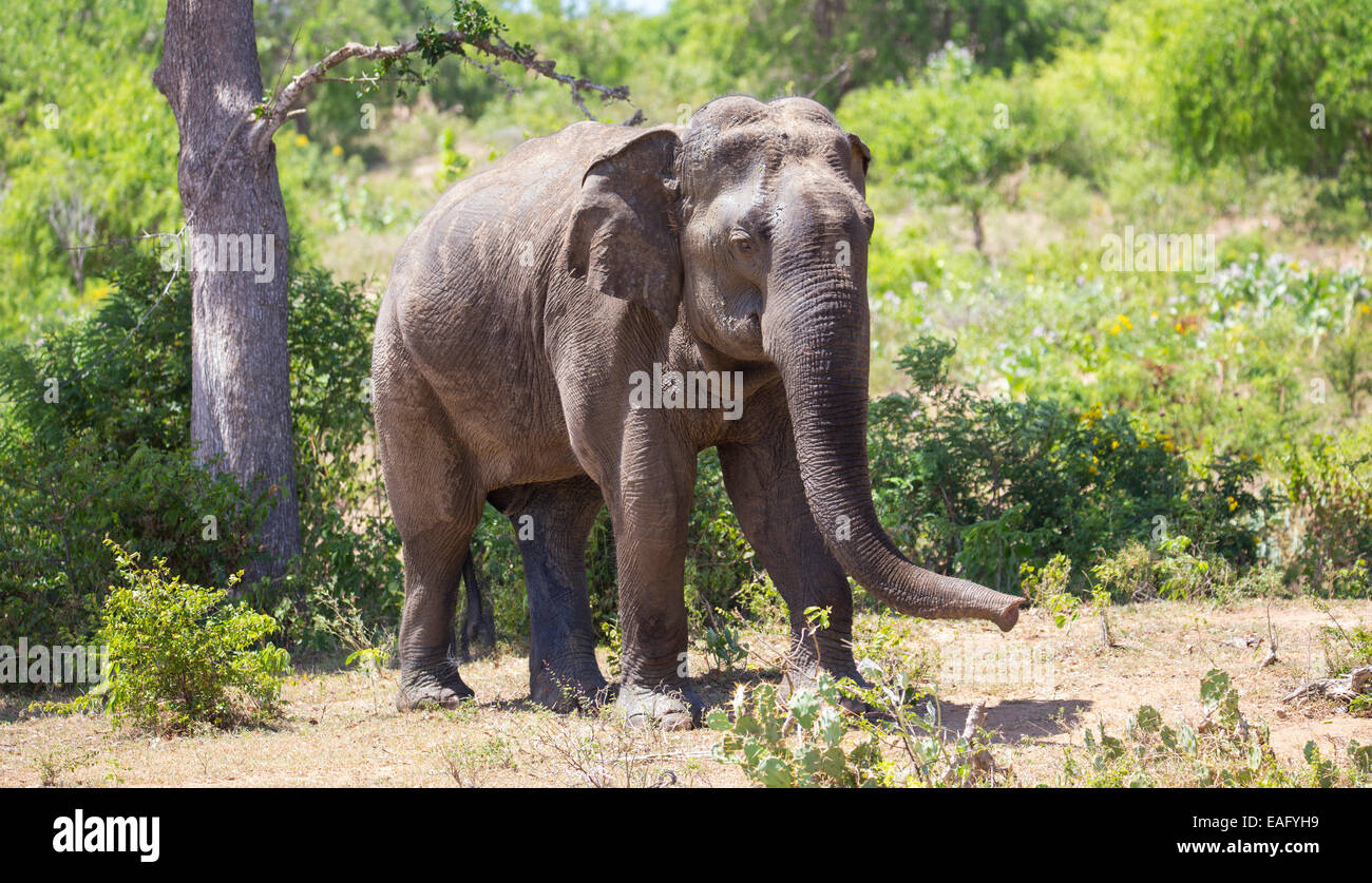 Indian bull elephant hi-res stock photography and images - Alamy