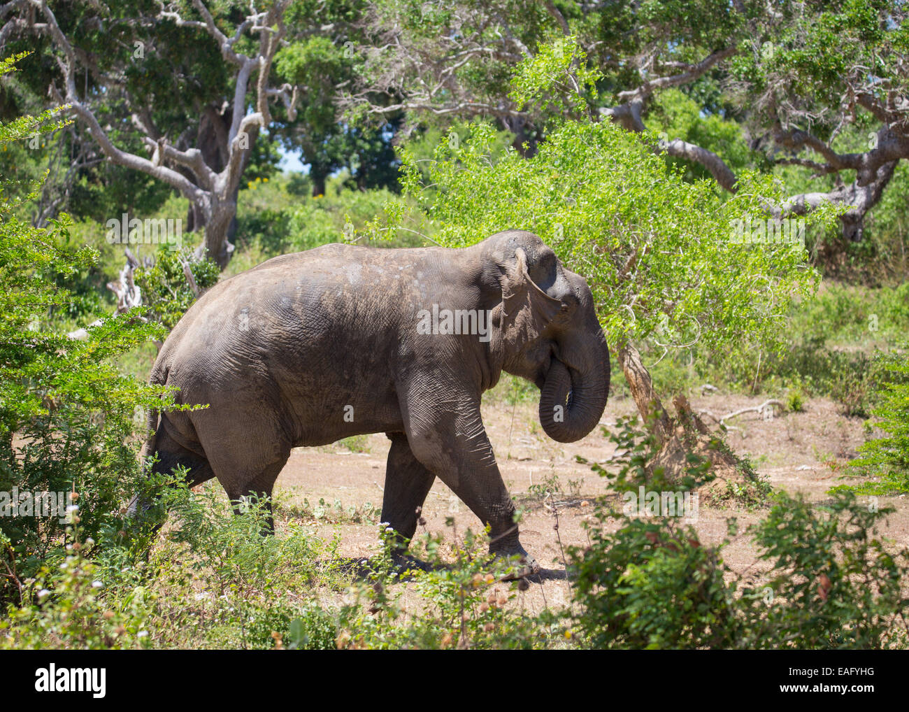 Indian bull elephant hi-res stock photography and images - Alamy