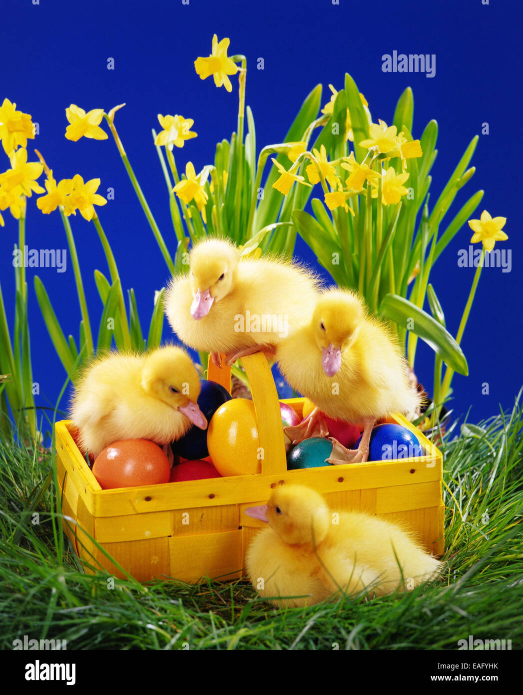 Chicks in basket hi-res stock photography and images - Alamy