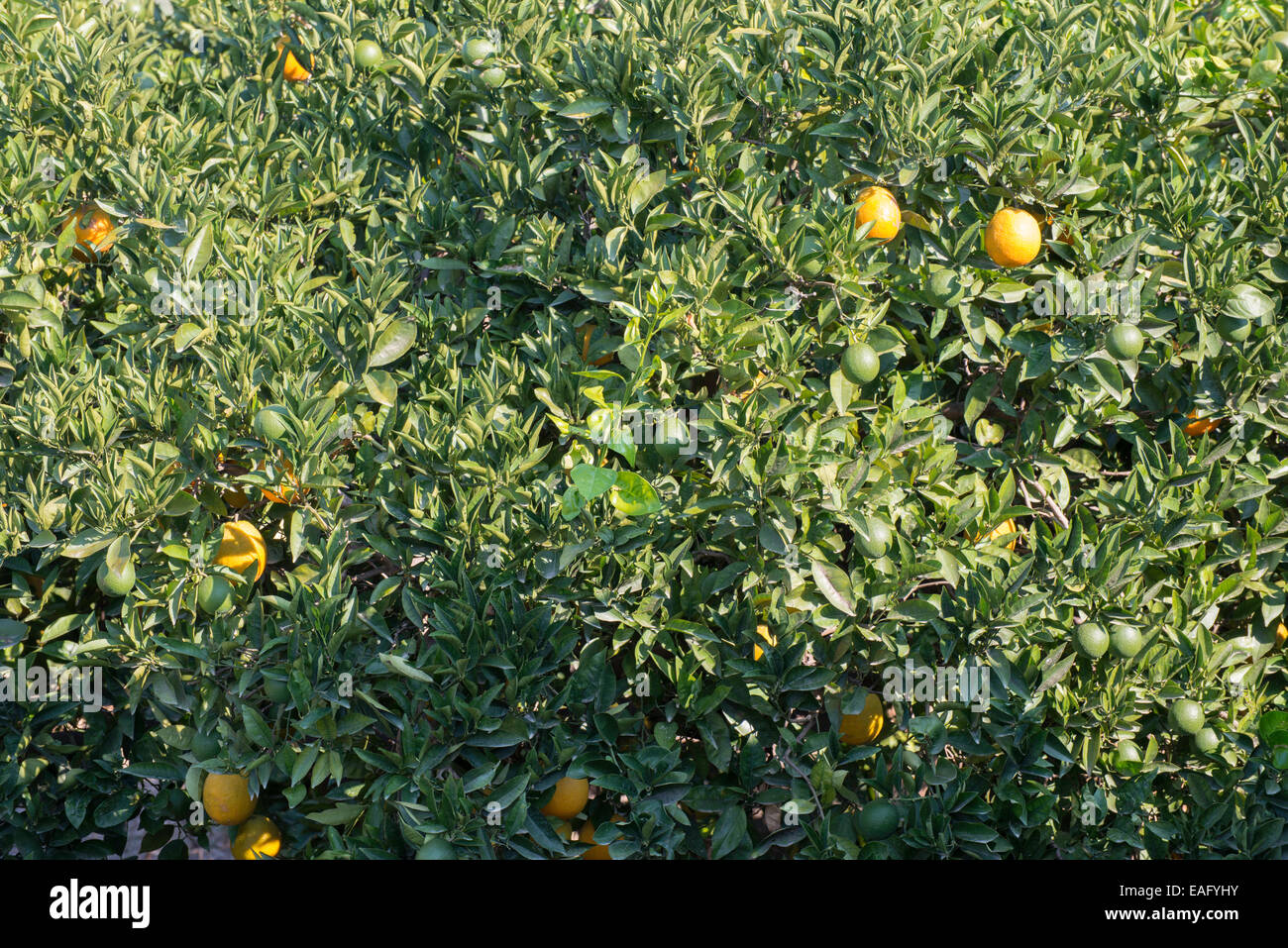 Orange trees in plantation. Agriculture trees Stock Photo - Alamy