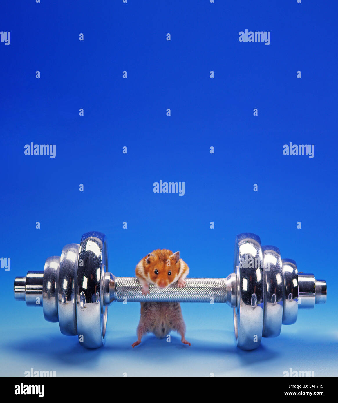 Gold hamster hi-res stock photography and images - Alamy