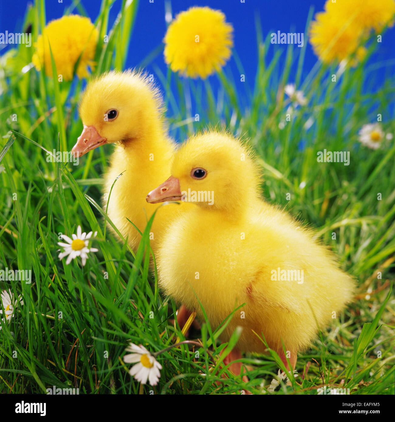 Two gosling sit in a meadow with flowers Stock Photo - Alamy