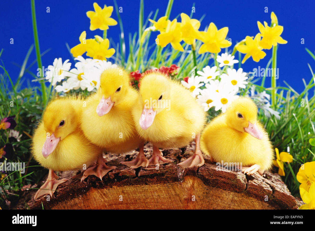 Four ducklings sit on a tree in a meadow Stock Photo - Alamy