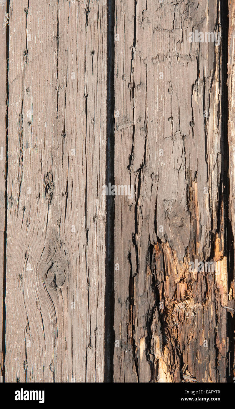 Old rotting wooden planks with woodworm creating abstract background ...