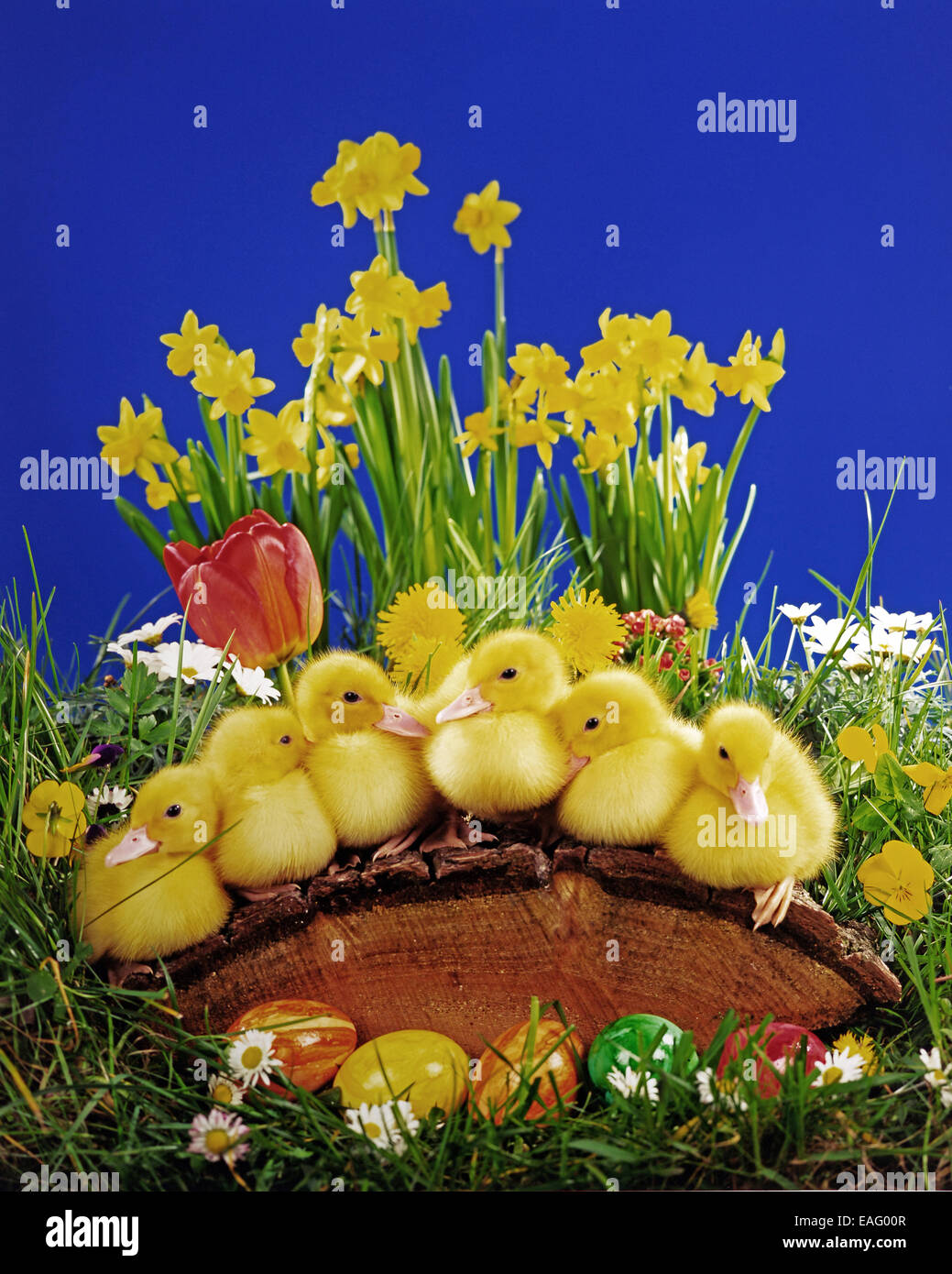 Six ducklings sit on a tree before a Easter decoration Stock Photo - Alamy