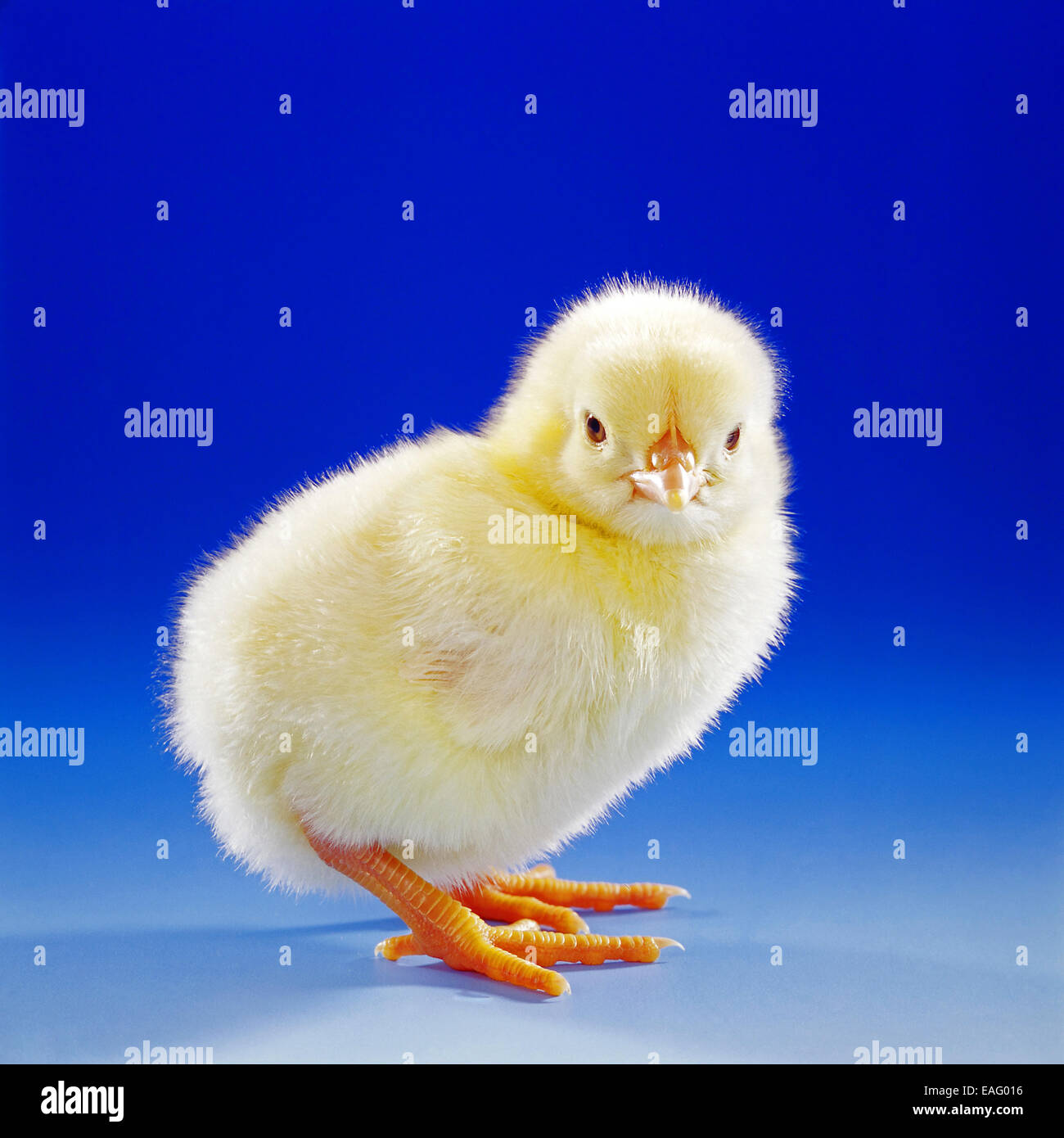One Chicken chick before blue background Stock Photo - Alamy
