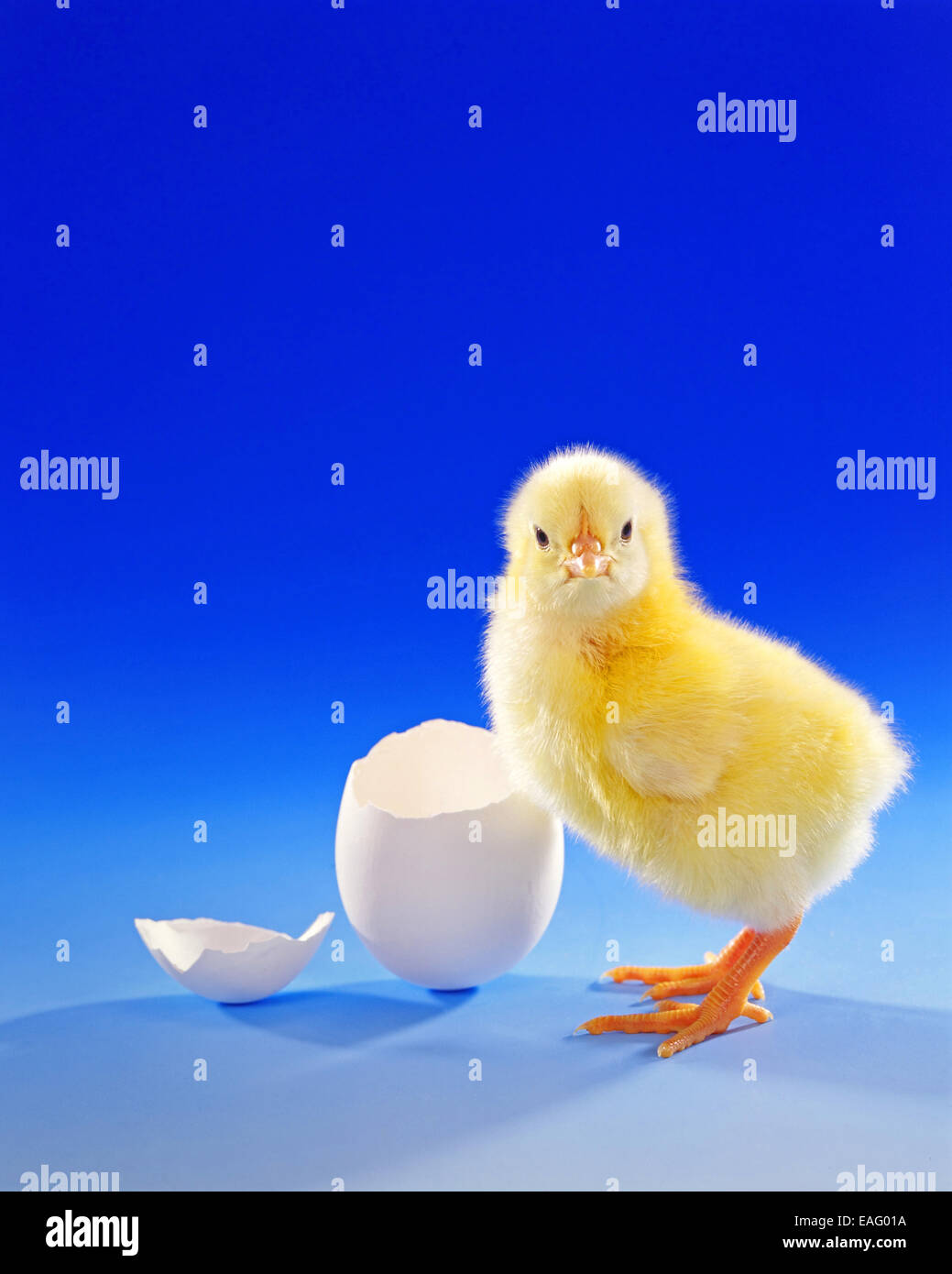 One Chicken chick with the rest from a egg Stock Photo - Alamy