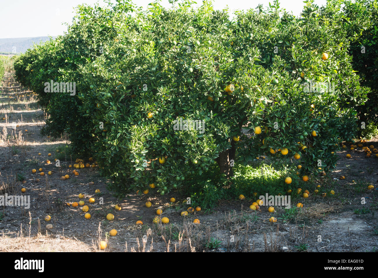 Orange trees in plantation. Agriculture trees Stock Photo - Alamy