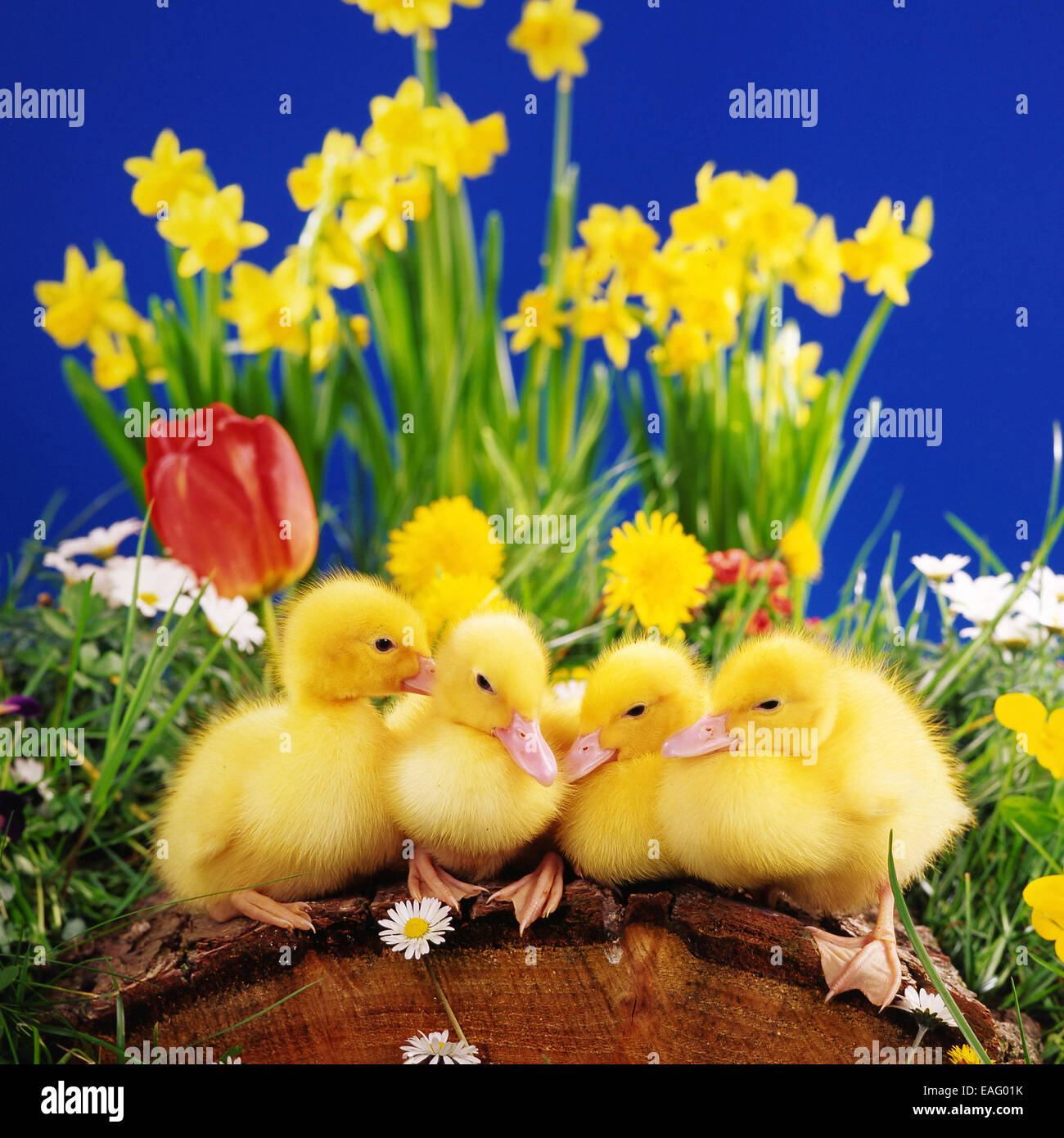 Young bird sit in hi-res stock photography and images - Alamy