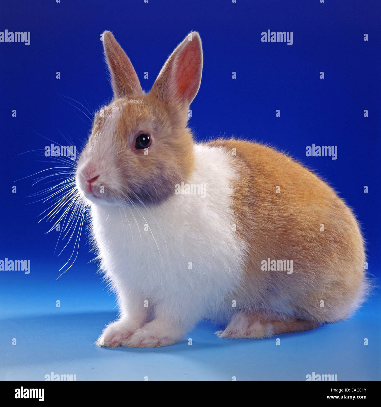 Dwarf rabbit pygmy before blue background Stock Photo - Alamy