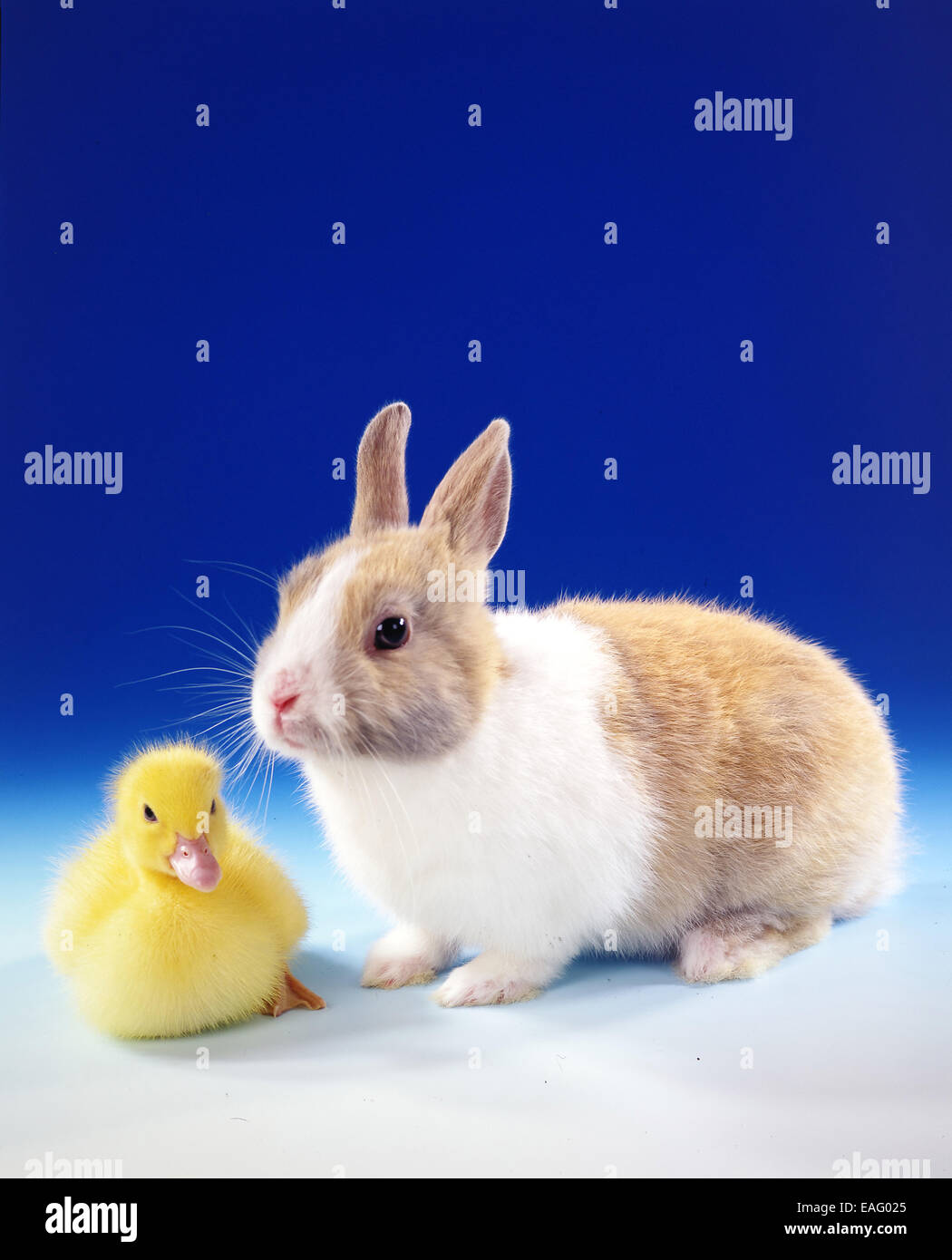 Dwarf chicken hi-res stock photography and images - Alamy