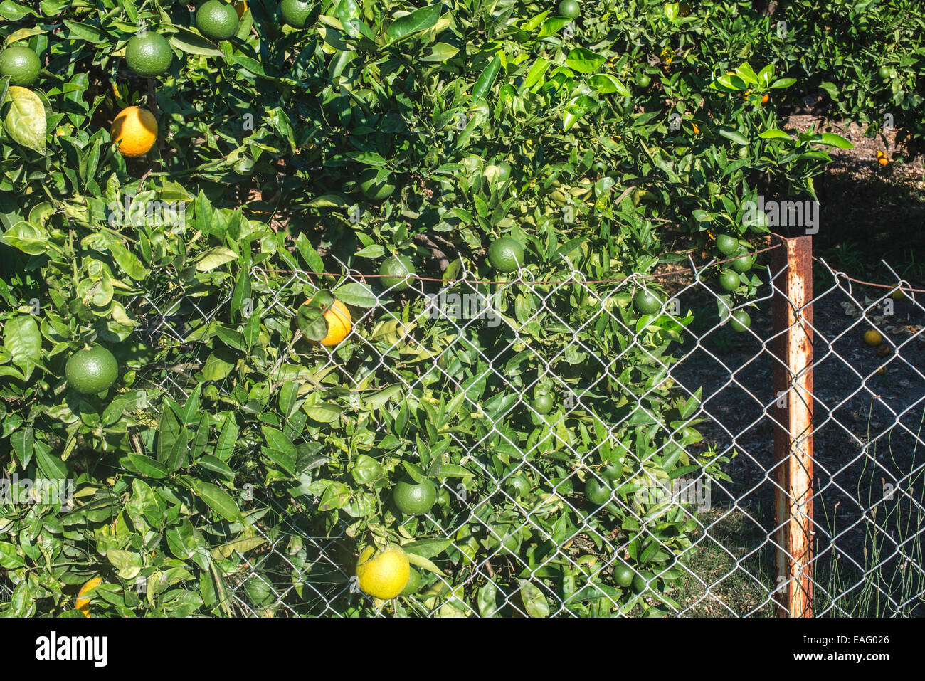 Orange trees in plantation. Agriculture trees Stock Photo - Alamy