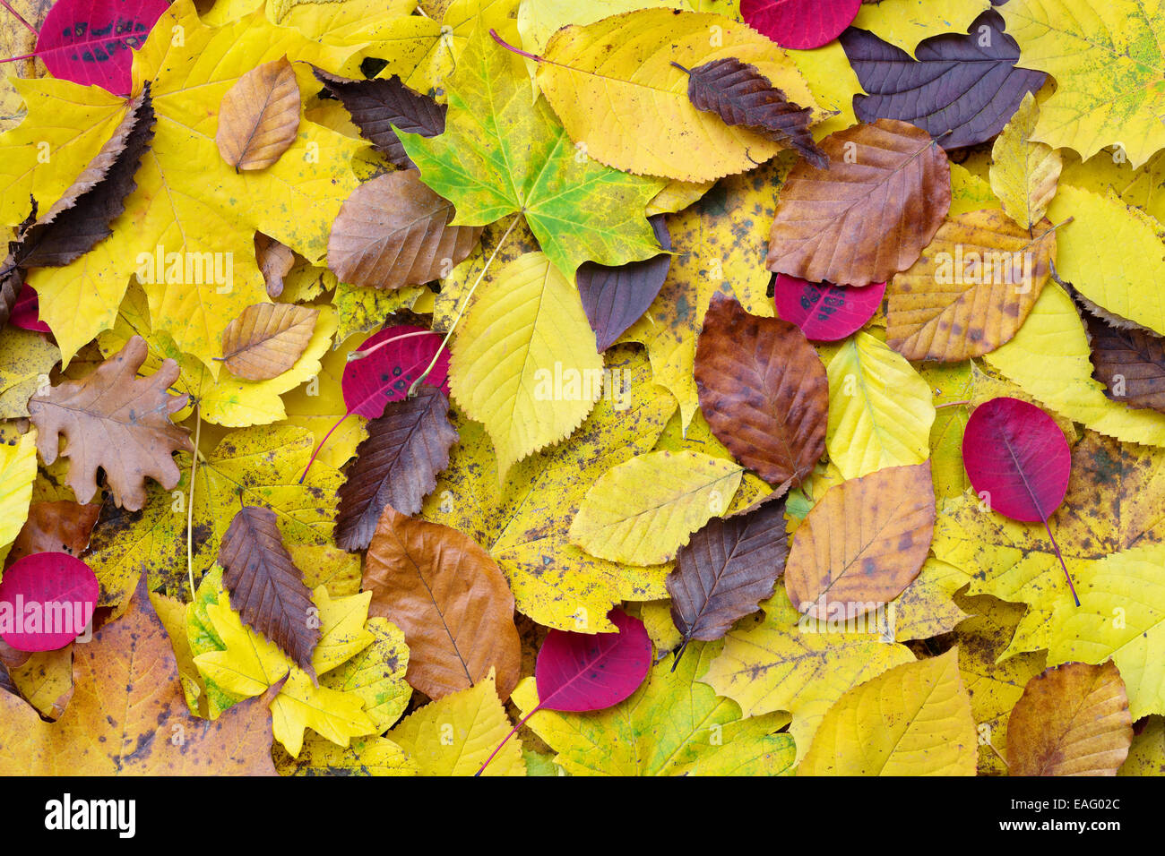 Fall leaves pattern hi-res stock photography and images - Alamy