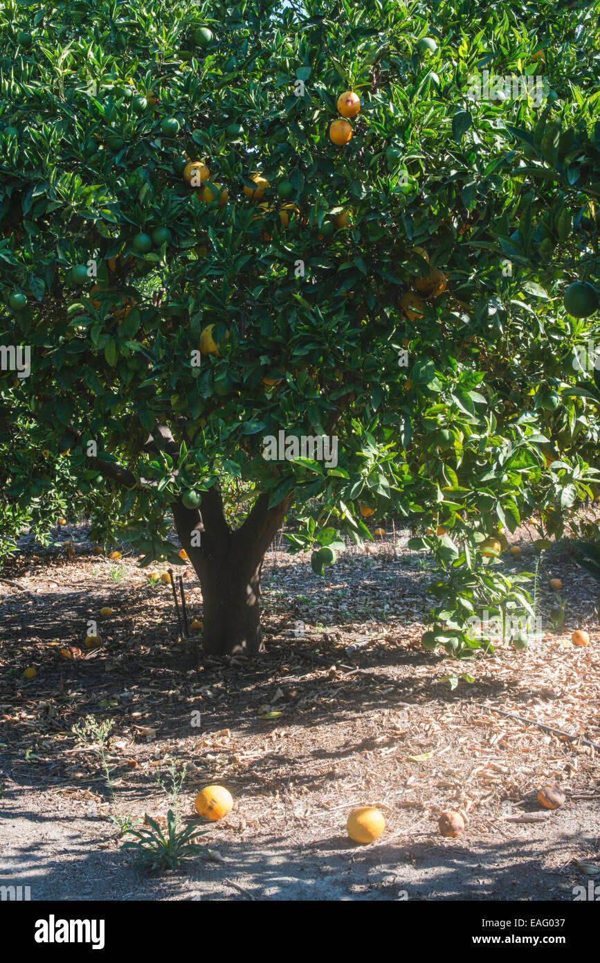 Orange trees in plantation. Agriculture trees Stock Photo - Alamy
