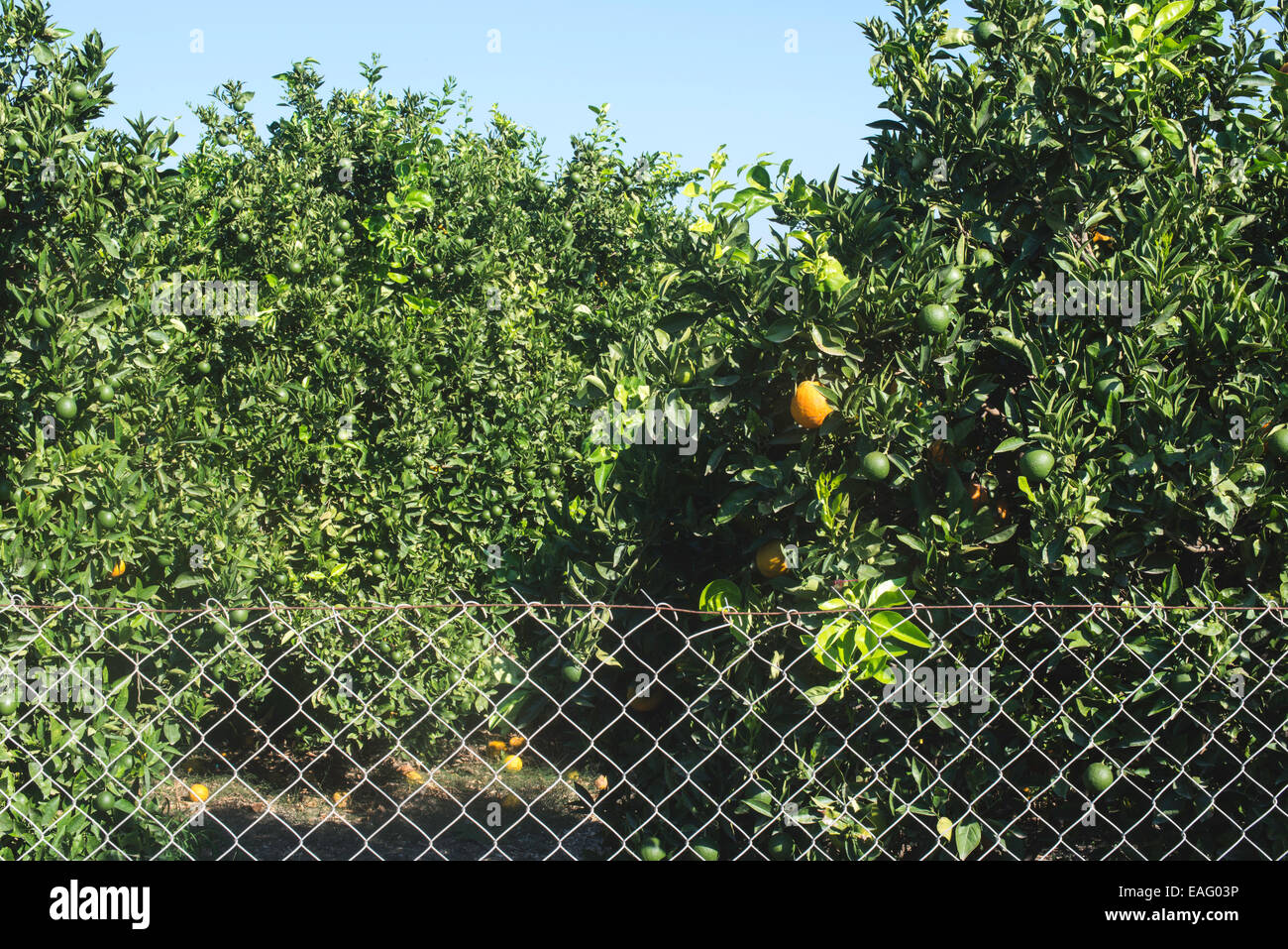 Orange trees in plantation. Agriculture trees Stock Photo - Alamy