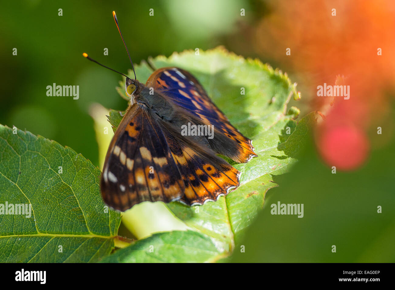 Purple Emperor, Apatura iris, insects, butterfly, close-up, Czech ...