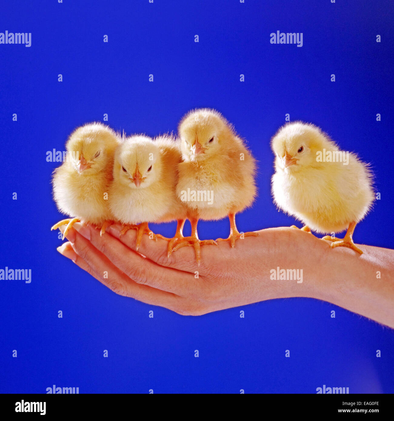 Four chicken chicks on a hand from a woman Stock Photo - Alamy