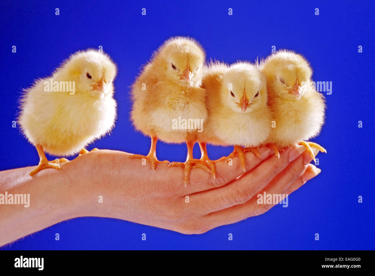 Four chicken chicks sit hi-res stock photography and images - Alamy