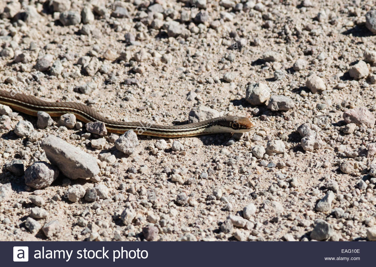 Whipsnakes High Resolution Stock Photography and Images - Alamy