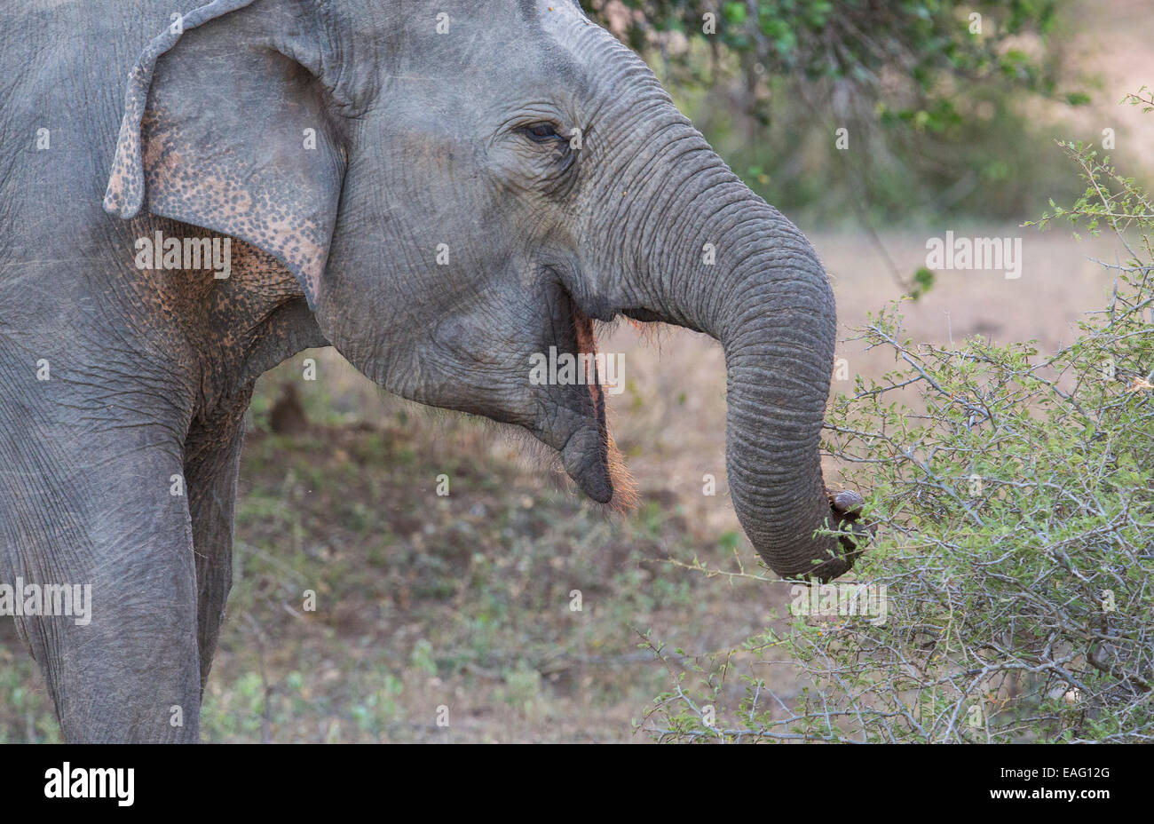Sri Lankan elephant (Elephas maximus maximus) a subspecies of Asian ...