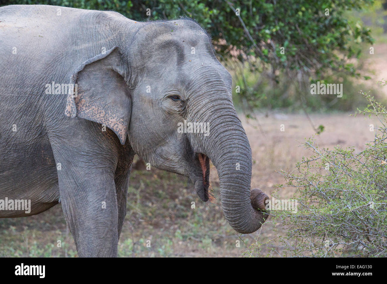 Elephant trunk mouth hi-res stock photography and images - Alamy