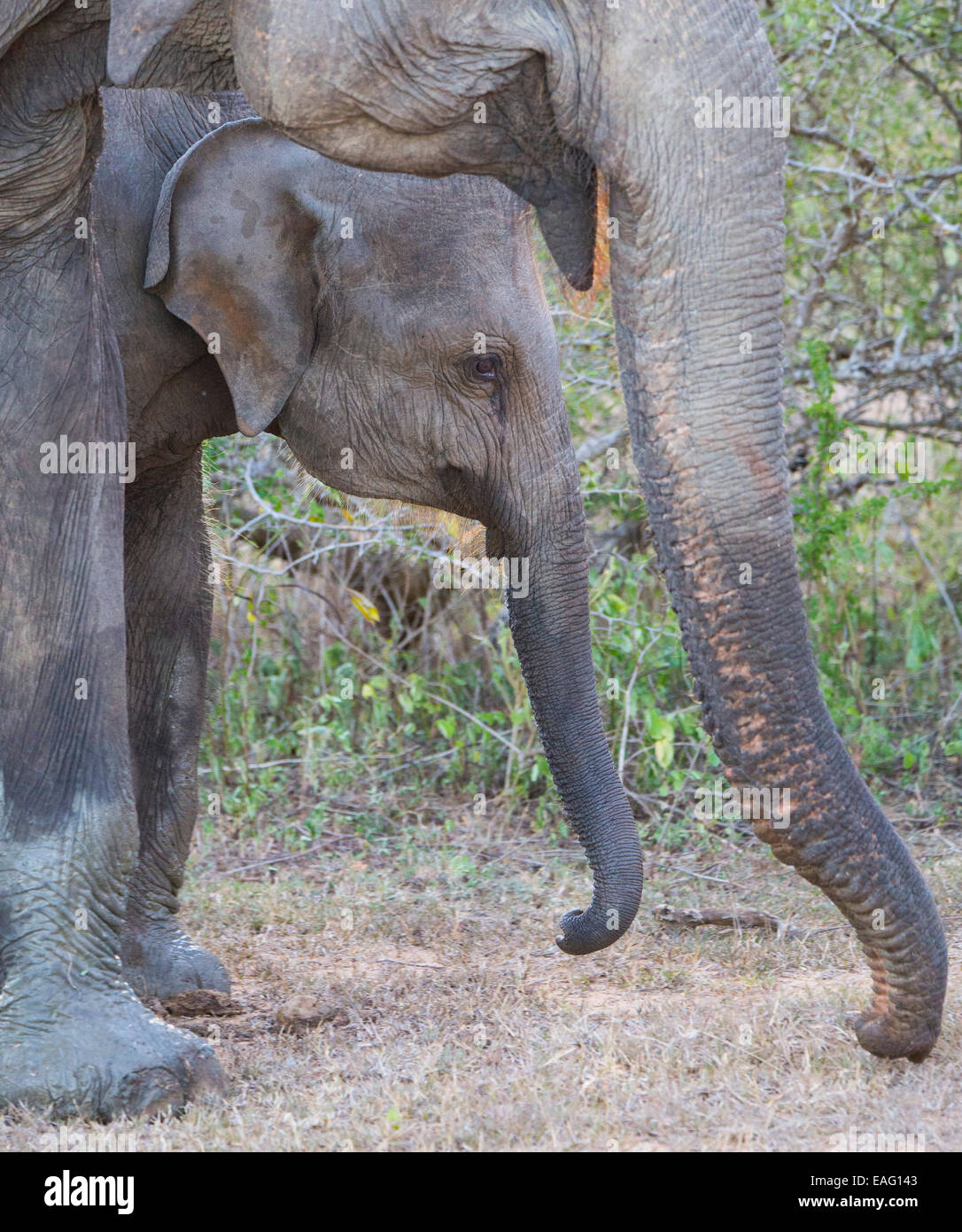 Adult and calf Sri Lankan elephant (Elephas maximus maximus) a ...