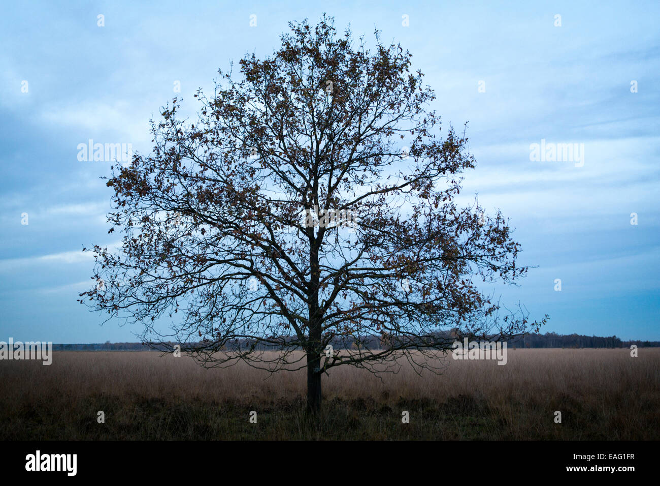 Oak tree at National Park "de Groote Peel" after sunset Stock Photo - Alamy