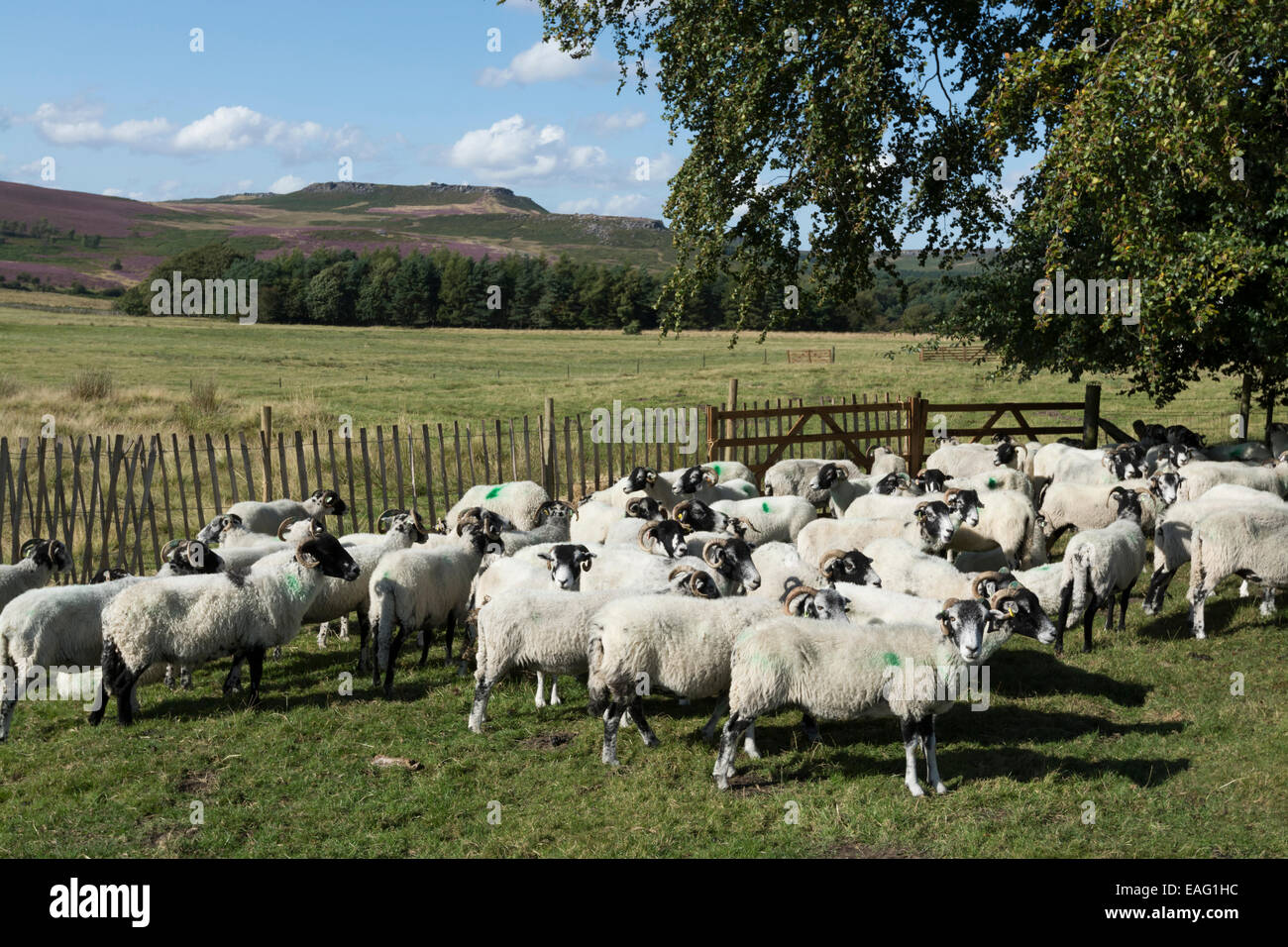 Sheep dog trials held in Grindleford Derbyshire ENgland Stock Photo - Alamy