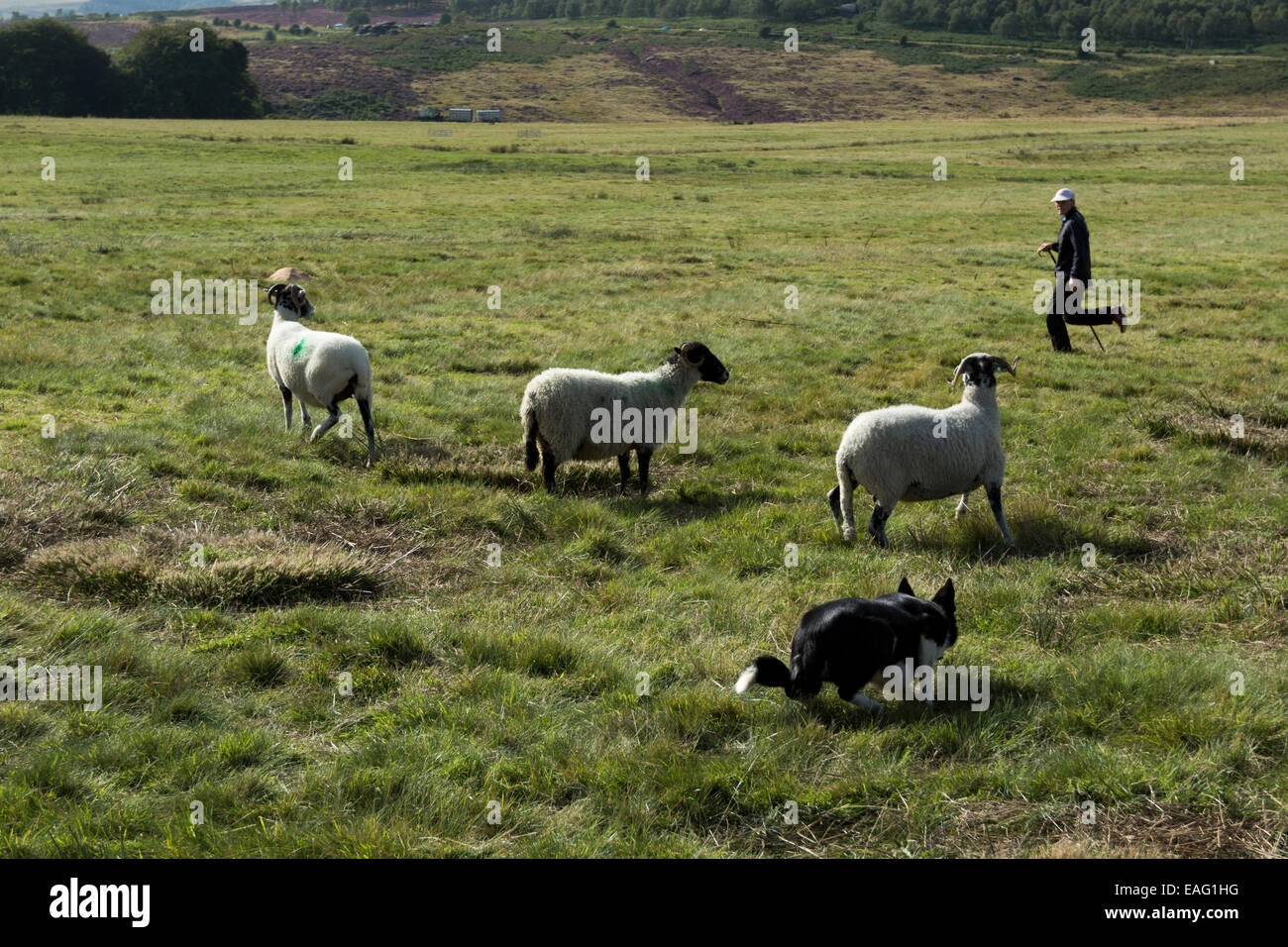 Sheep dog trials held in Grindleford Derbyshire ENgland Stock Photo - Alamy