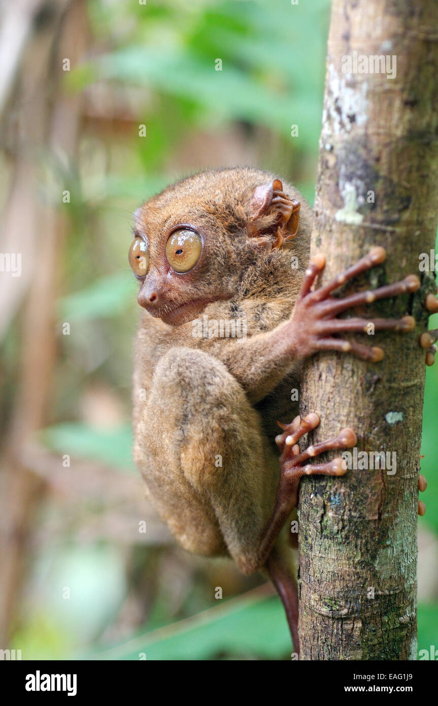 Wallpaper Philippine Tarsier Animal Philippine Tarsier Stock Image.