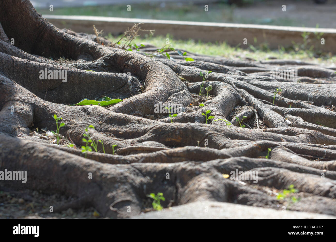 Strong roots of old trees in Thailand Stock Photo - Alamy