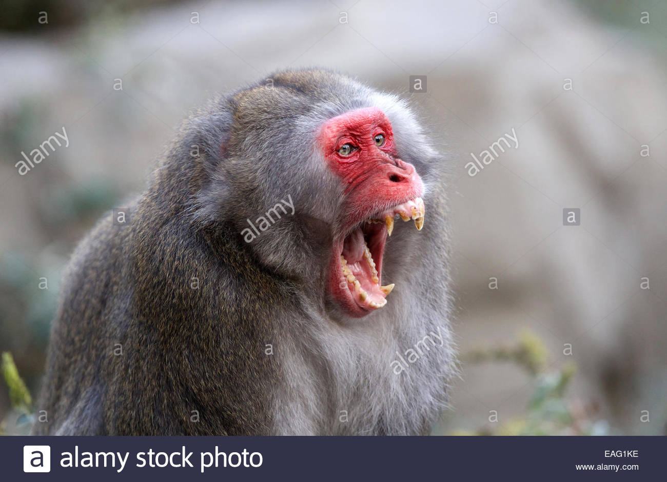 A male Japanese Macaque (Snow Monkey) bares his teeth Stock Photo ...