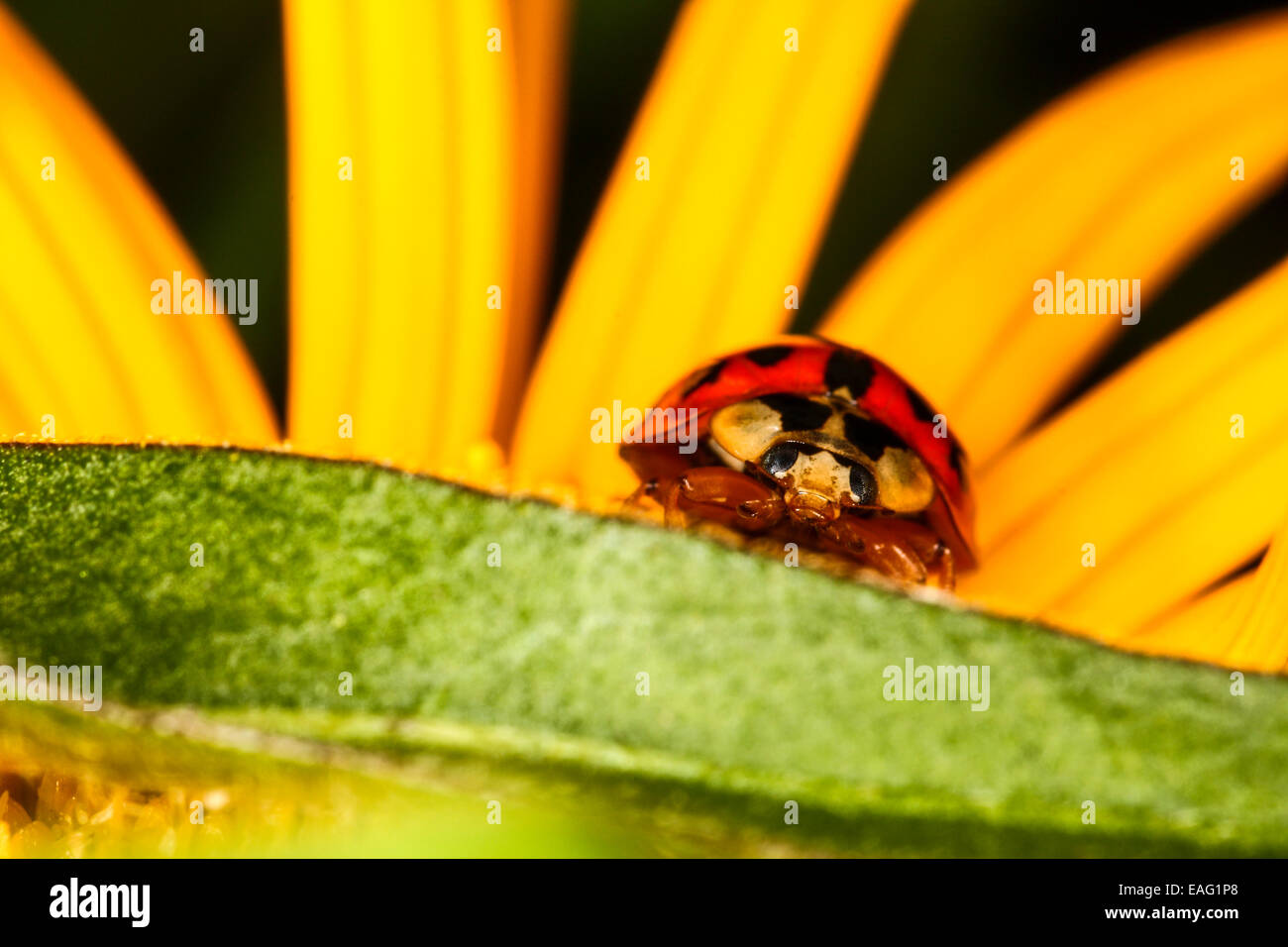 Ladybird on a flower hi-res stock photography and images - Alamy