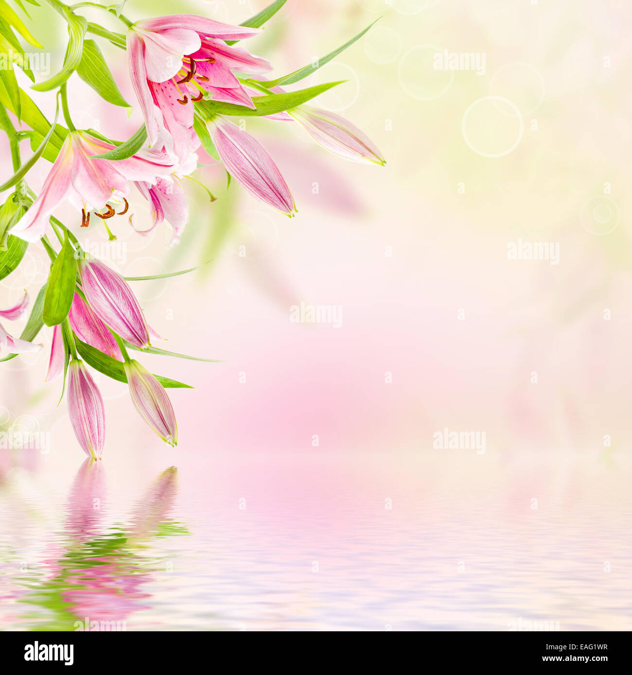Pink lilies background Stock Photo - Alamy