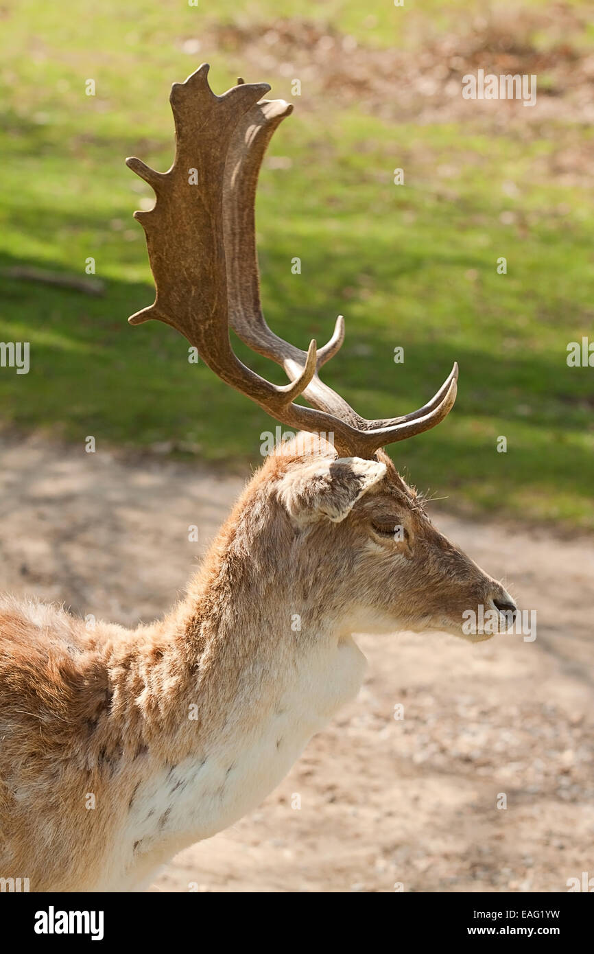 photo portrait of a stag deer Stock Photo - Alamy