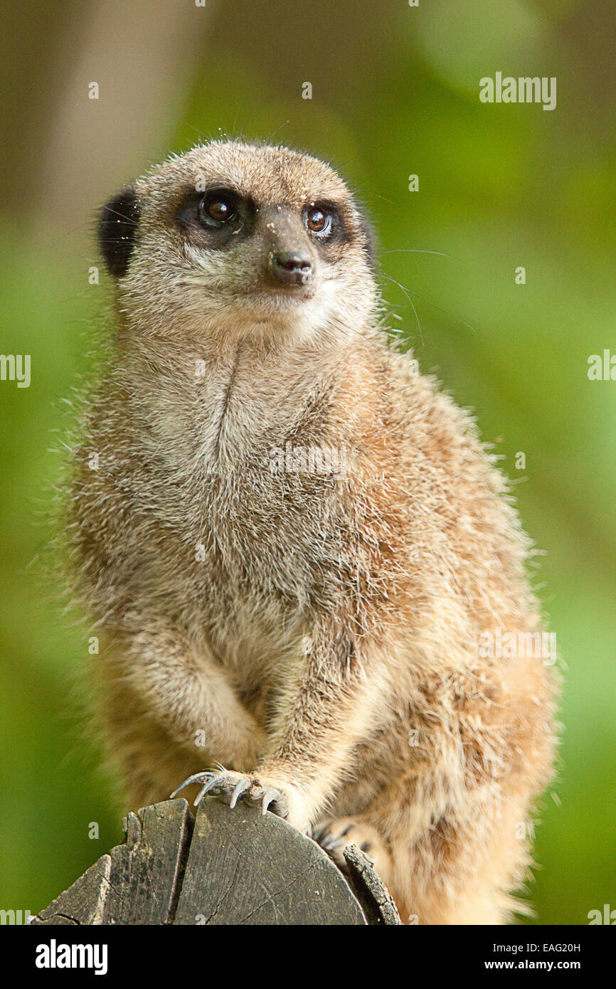 photo of an alert meerkat Stock Photo - Alamy