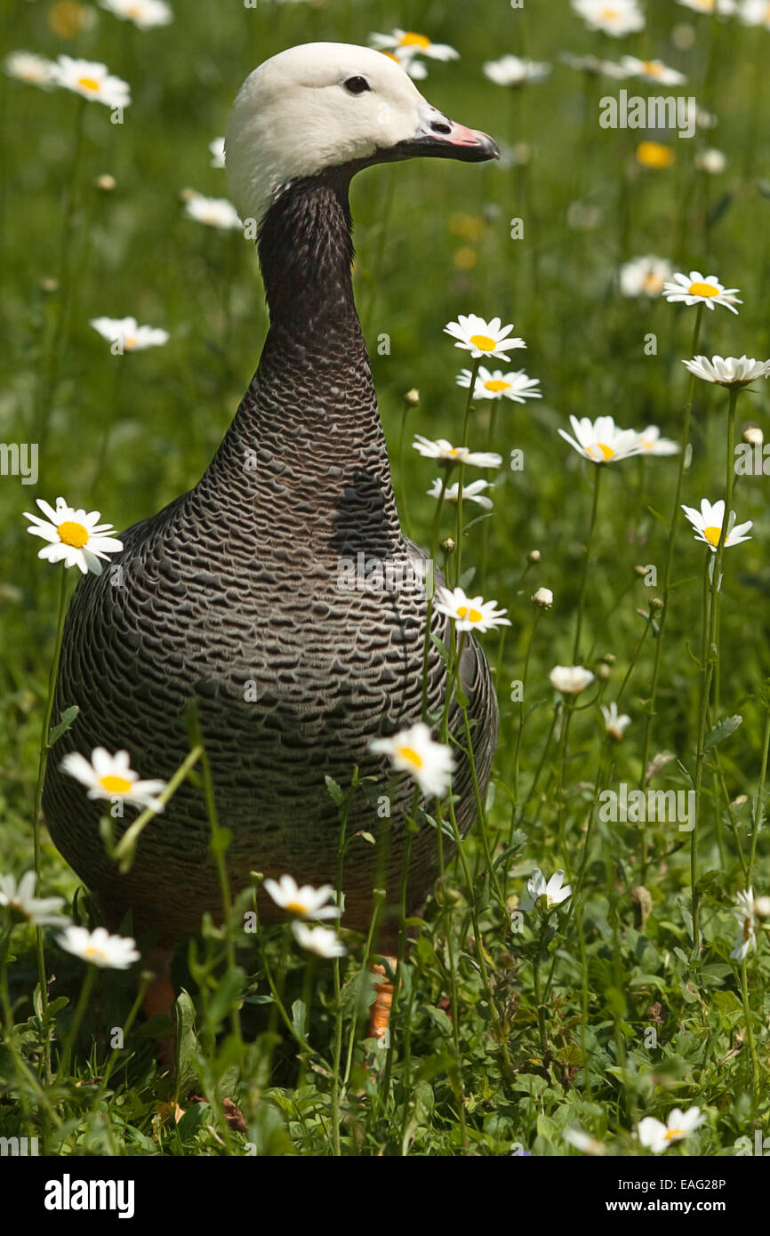 Goose in flowers hi-res stock photography and images - Alamy