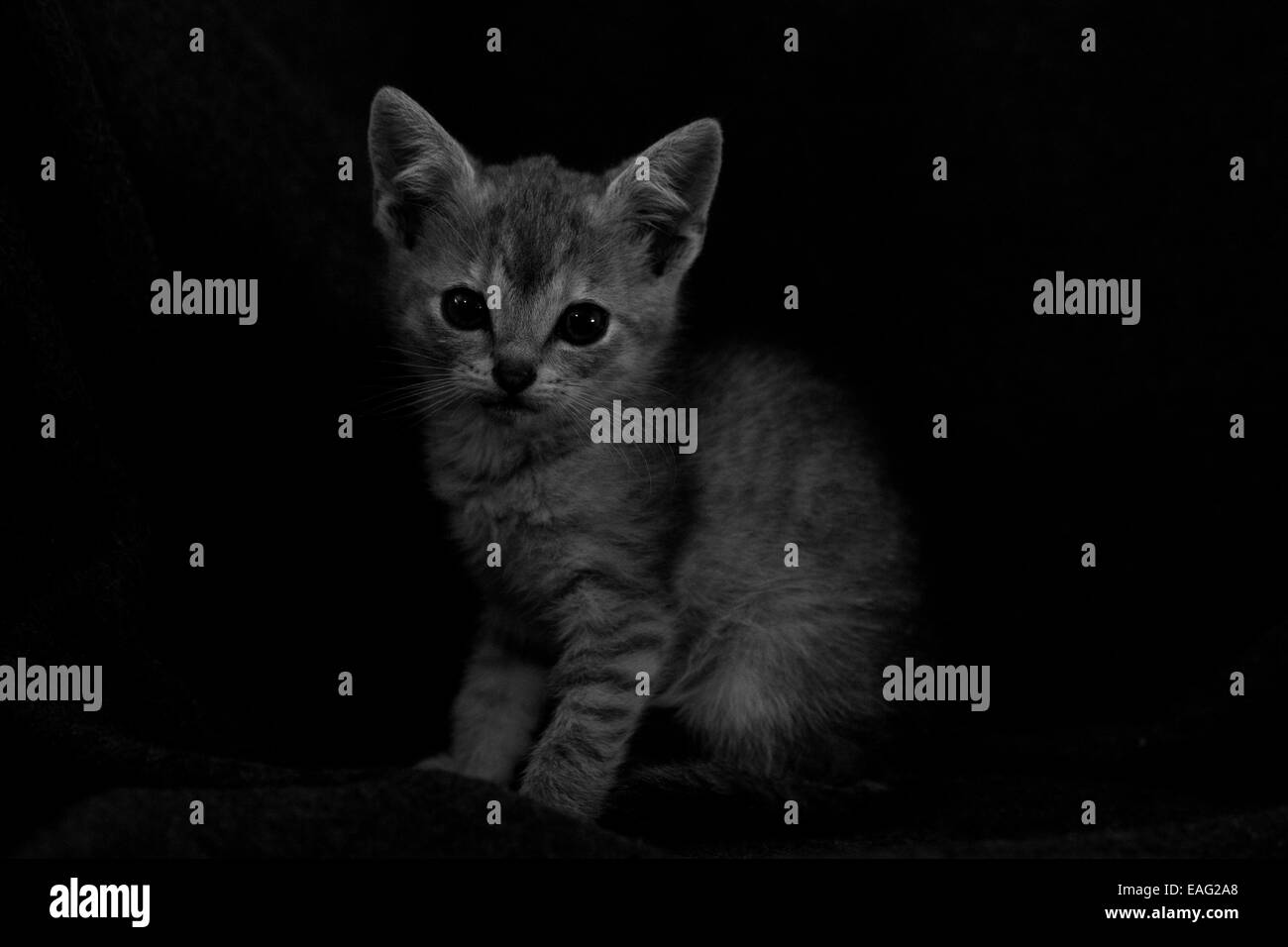 Stark contrast hi-res stock photography and images - Alamy