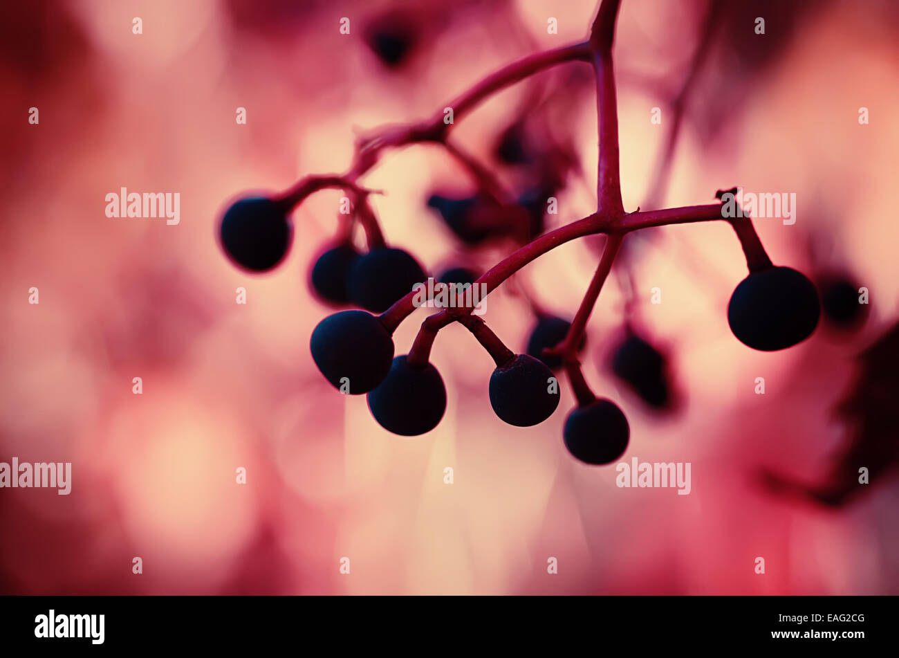 Wild grape berry Stock Photo - Alamy