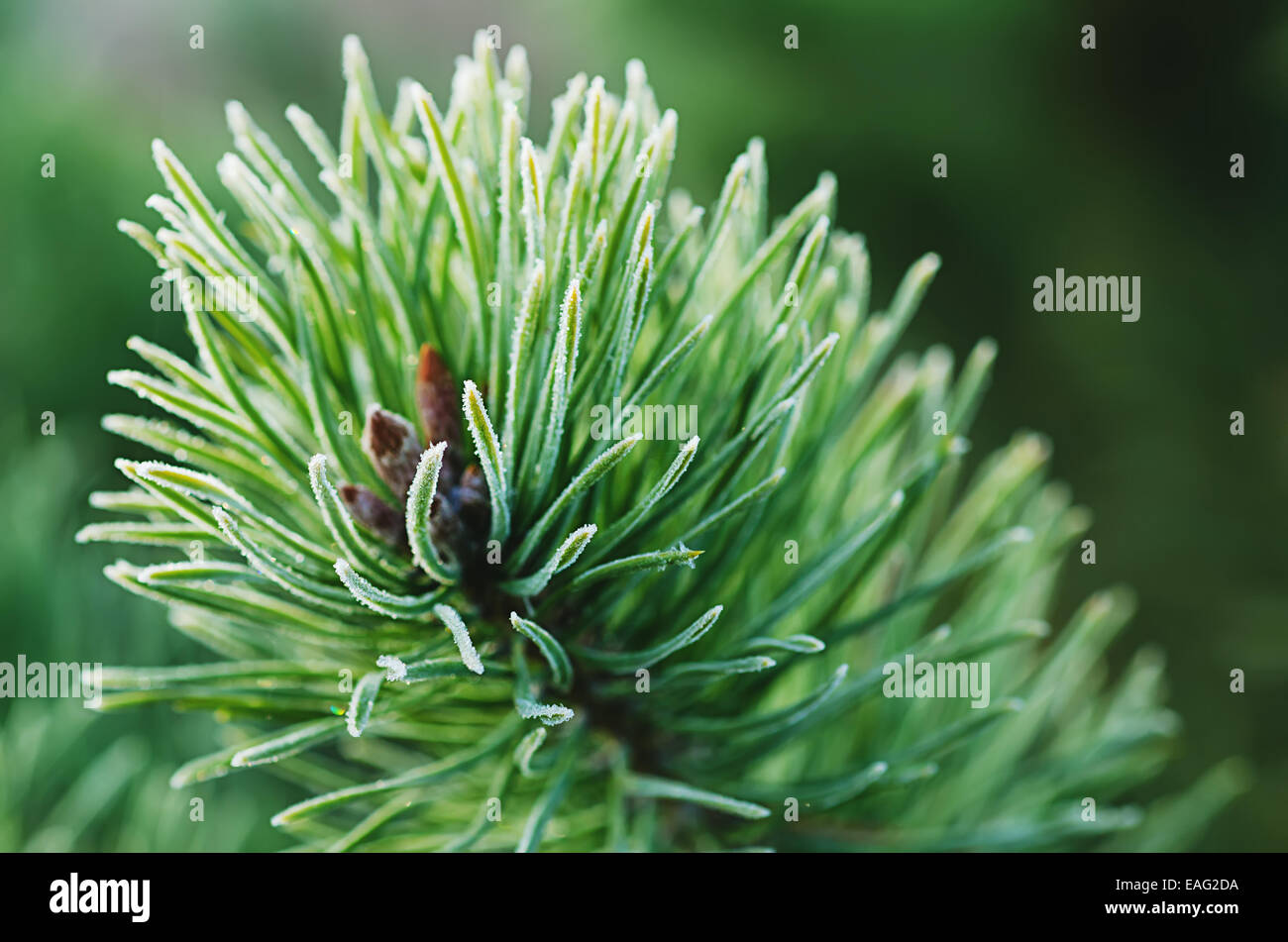 Pine iced tree Stock Photo - Alamy