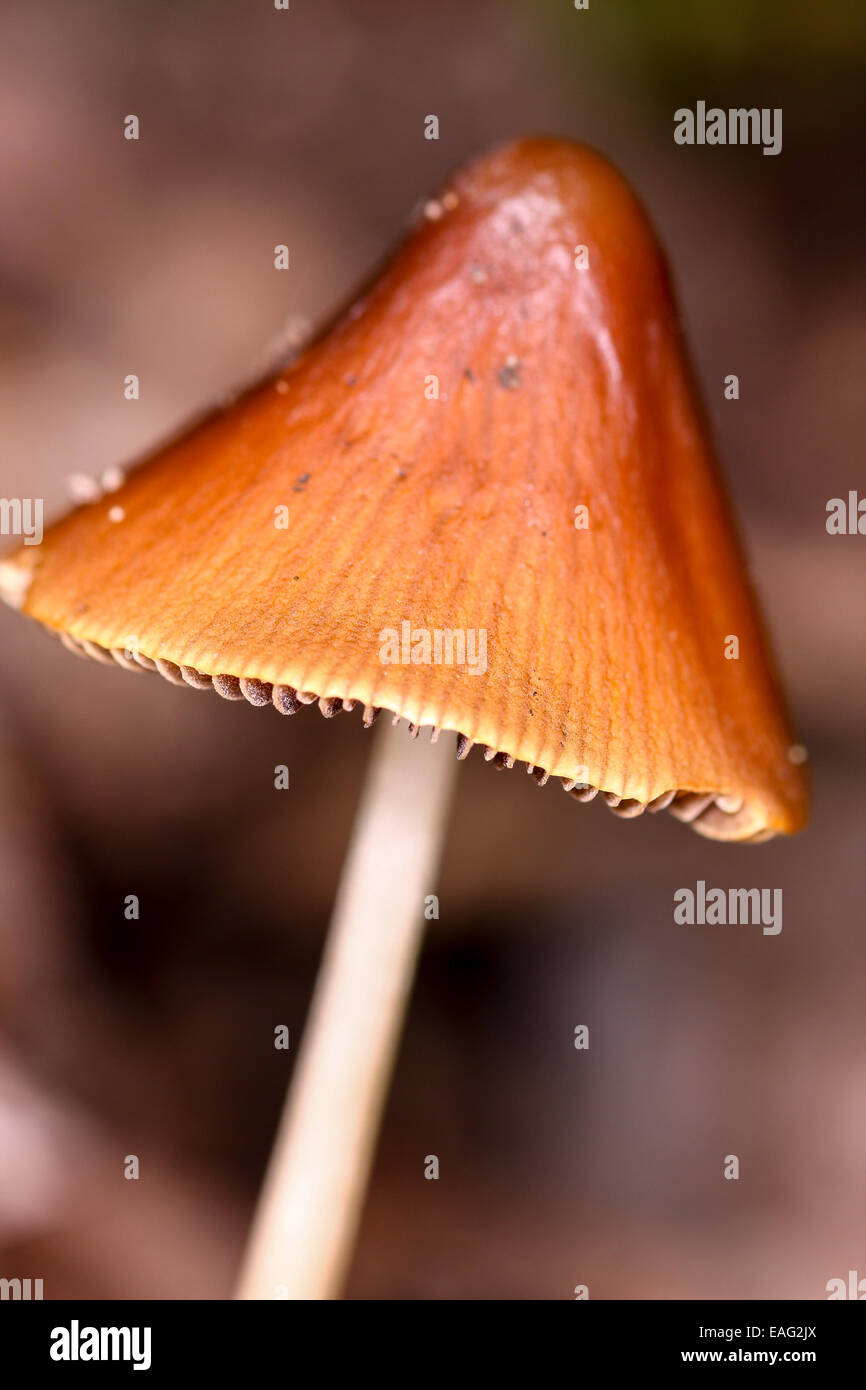 Close up of a toadstool Stock Photo - Alamy