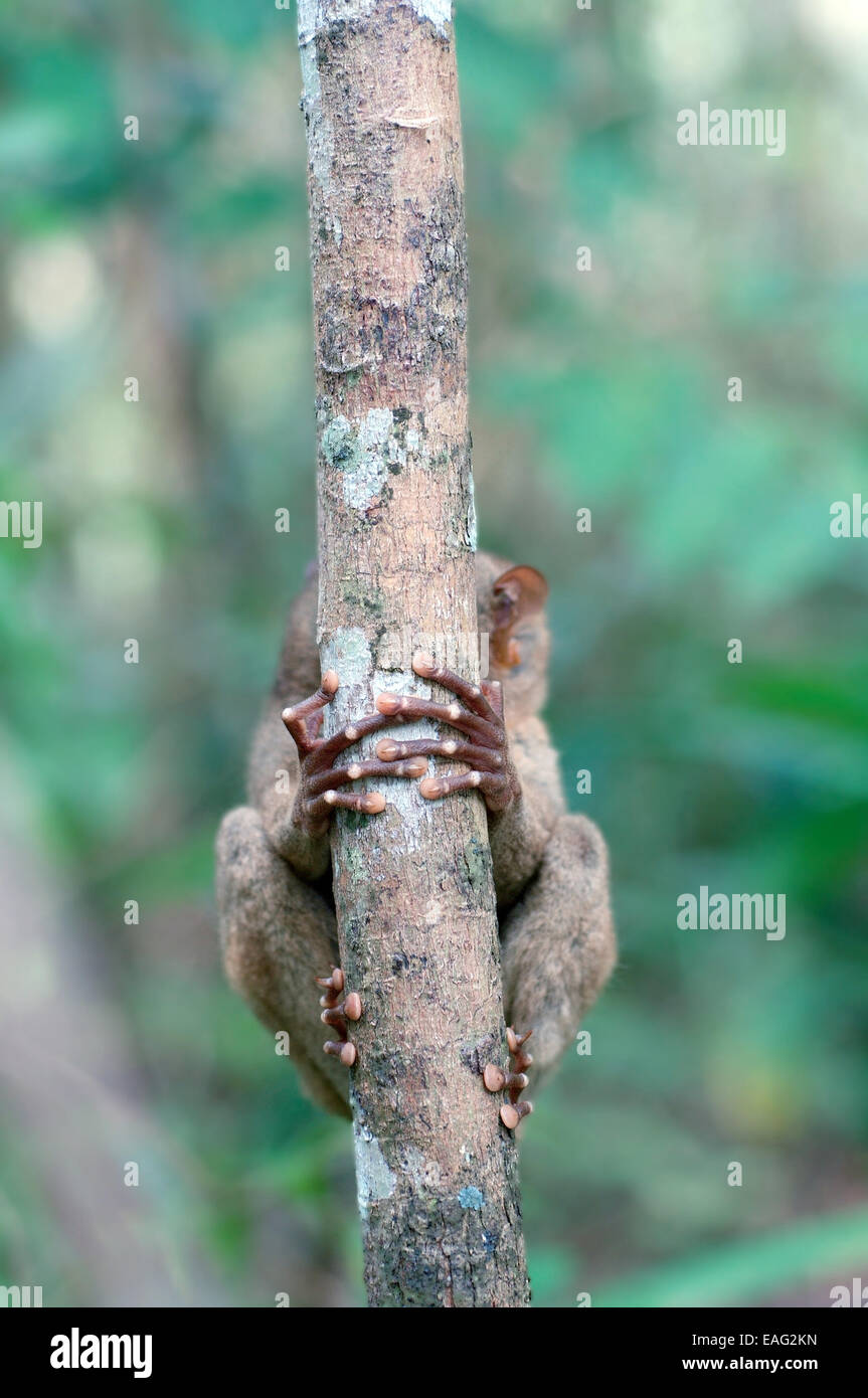 Philippine tarsiers hi-res stock photography and images - Alamy
