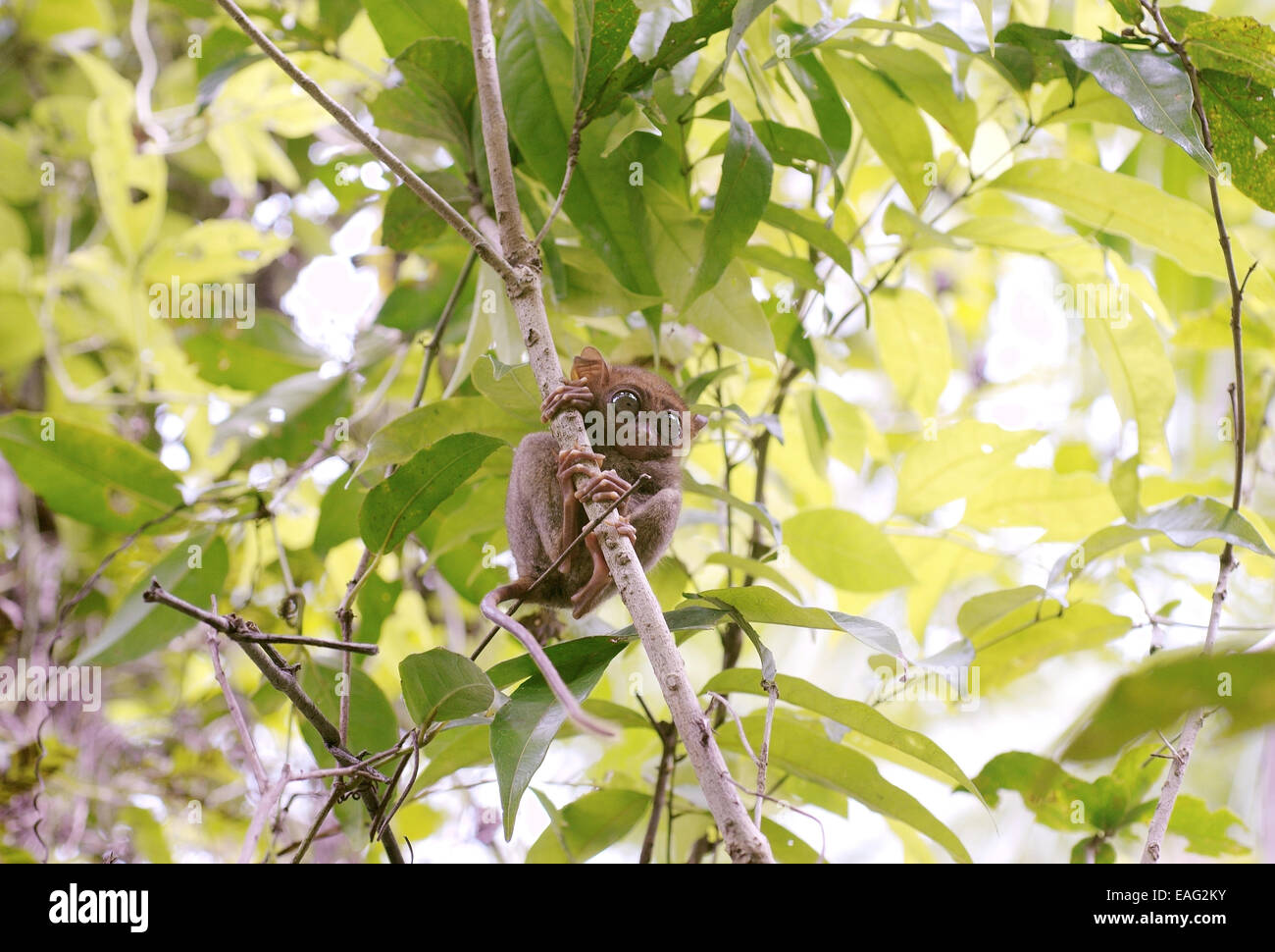 Philippine tarsier (Carlito syrichta) hiding in the trees, island Bohol ...